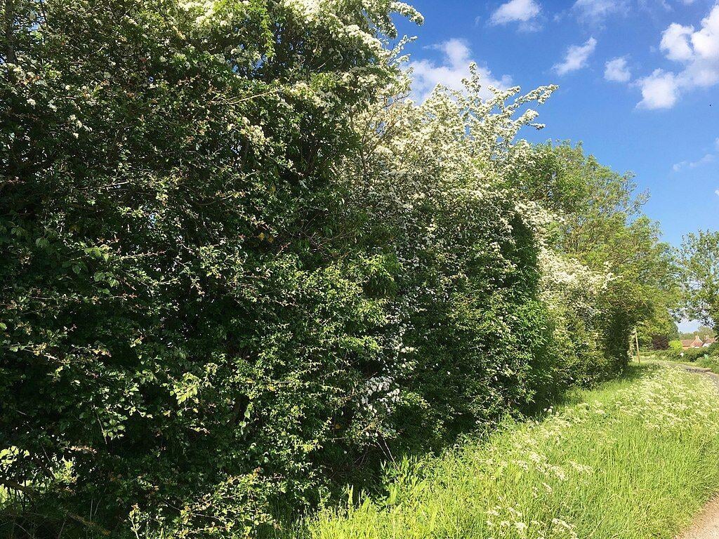 Hedgerows are an English tradition that could benefit the contemporary ...