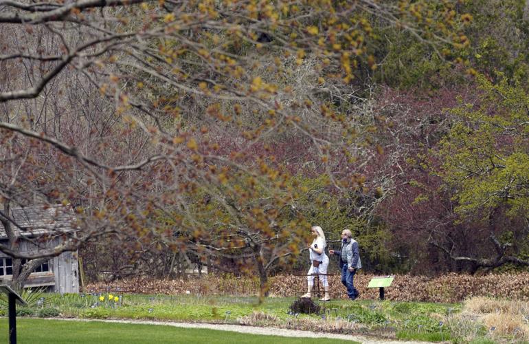 Photos: Signs of Spring at the Berkshire Botanical Garden | Multimedia ...