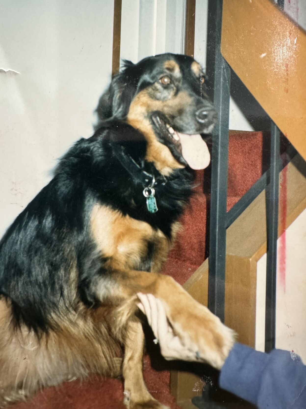 How Lady brightened our lives the way only a dog can | Columnists ...