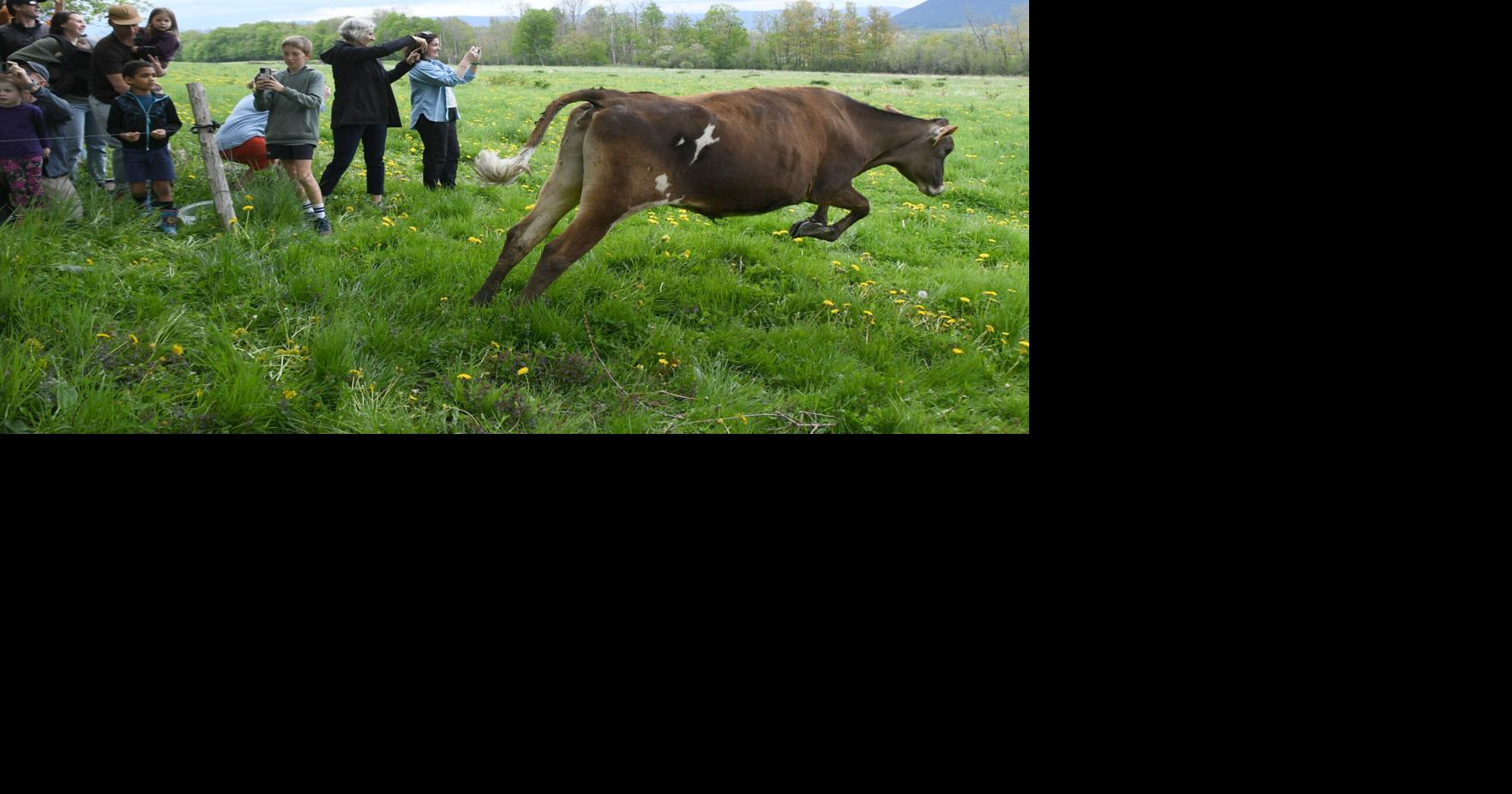 Cows run to green pastures | | The Berkshire Eagle