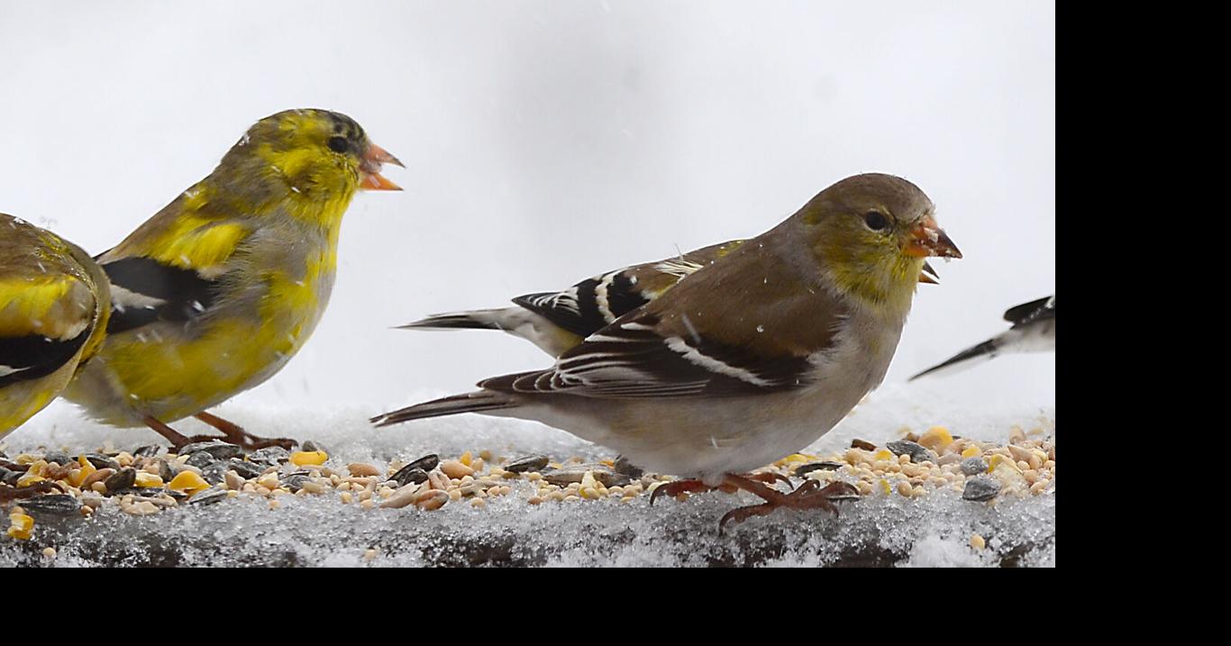 The male American goldfinch is a dazzling combination of yellow, white ...