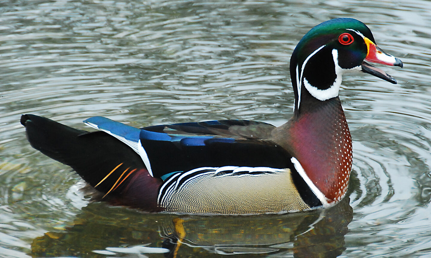 From tree nests to daring leaps, wood ducks define spring’s wonder ...