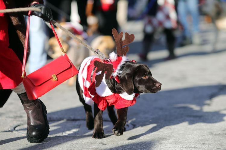 Photos: Annual Reindog Parade in Williamstown | Multimedia ...