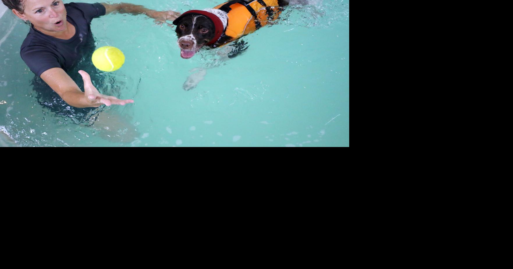 Fitter Critters in Lee offers canine rehabilitation and hydrotherapy ...