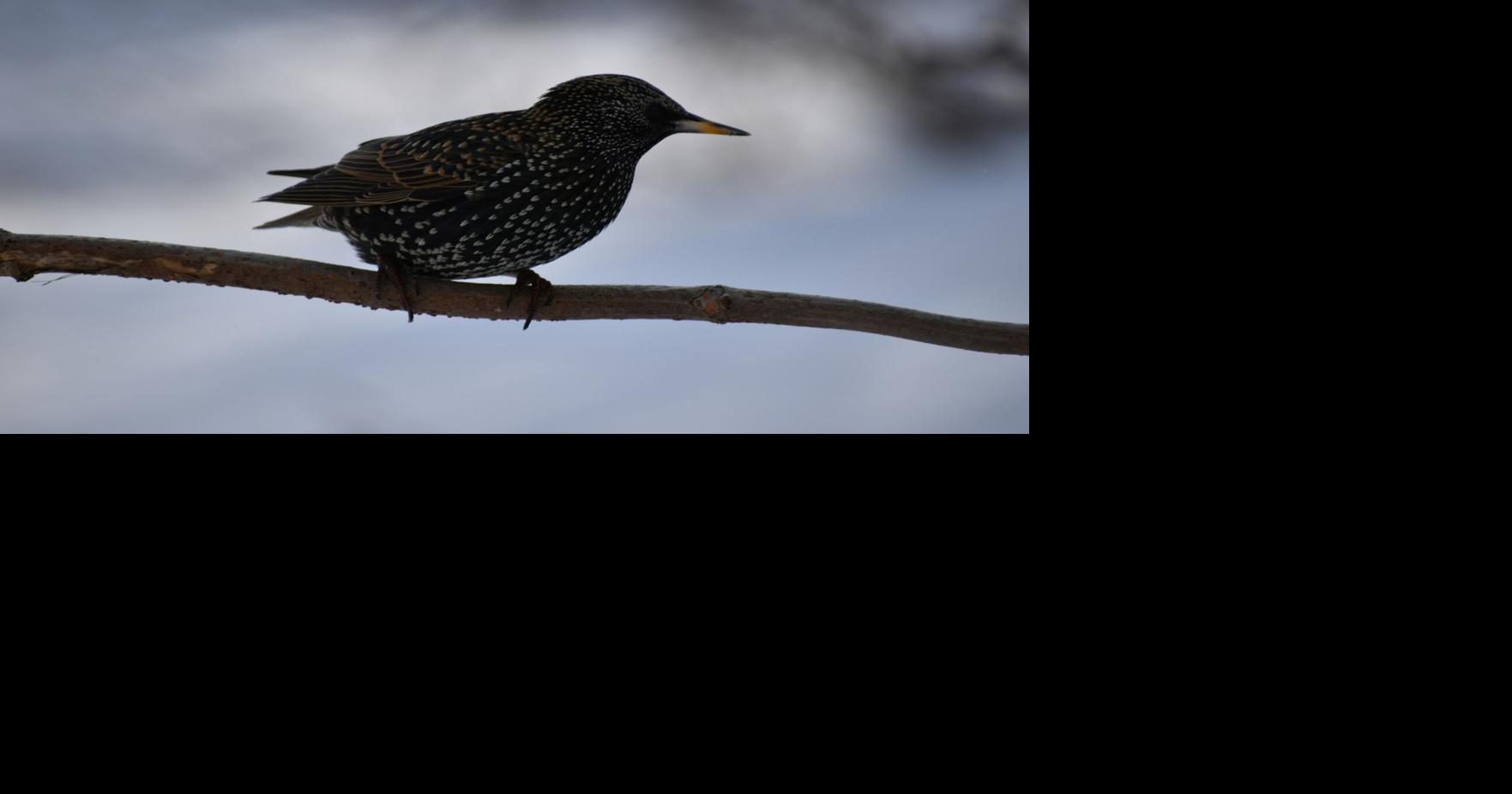 Starlings have made spectacular progress adapting to many different ...