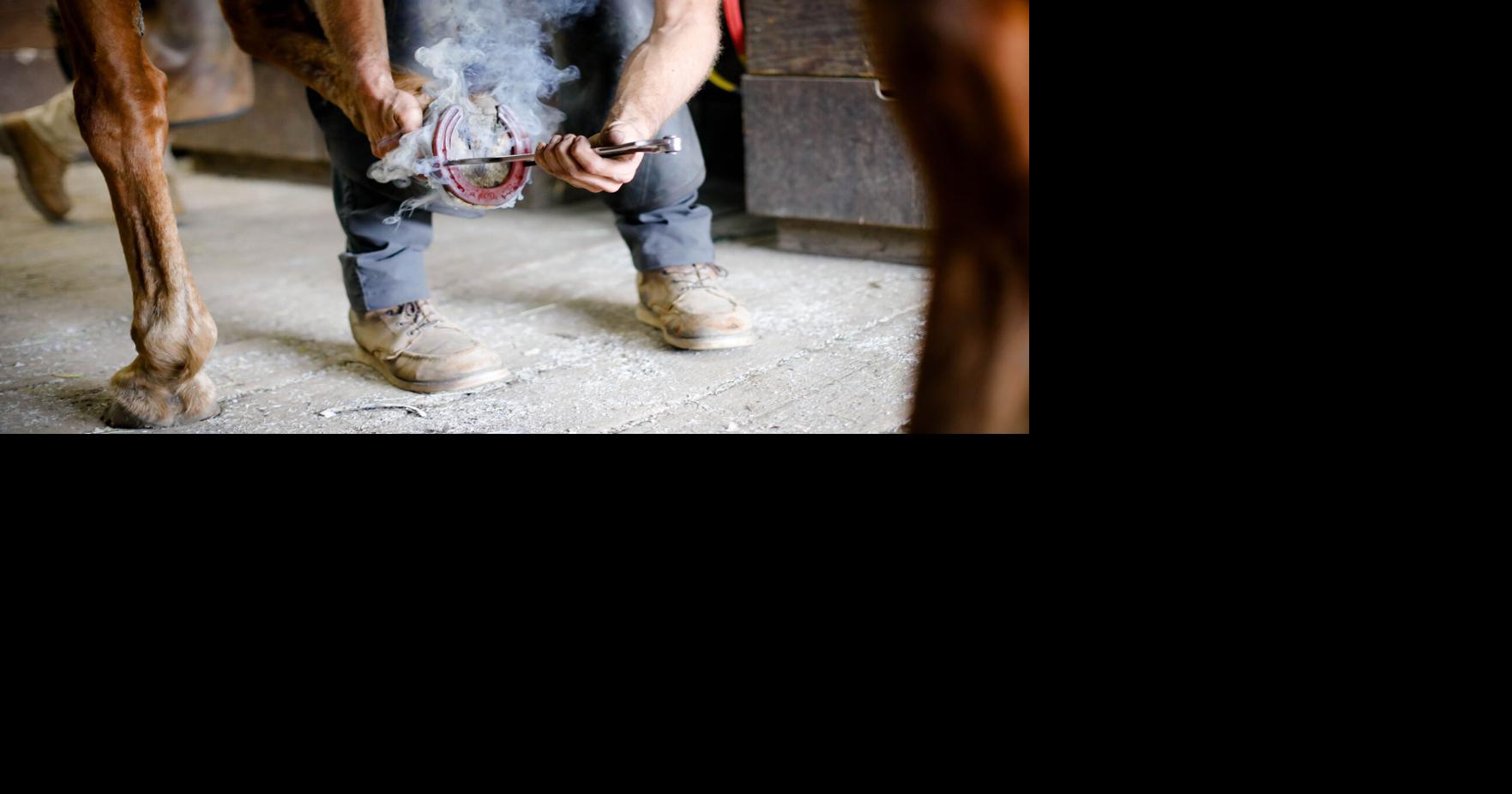 Photos: What does it take to care for horse hooves? Farriers of KW ...