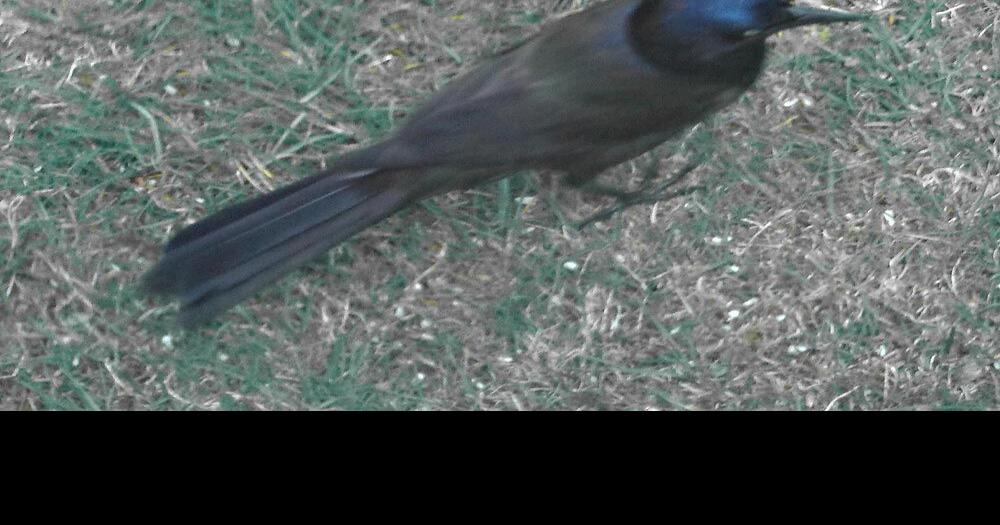 Bird tips: Look for an immigrant, a nomad and a harbinger of spring at ...