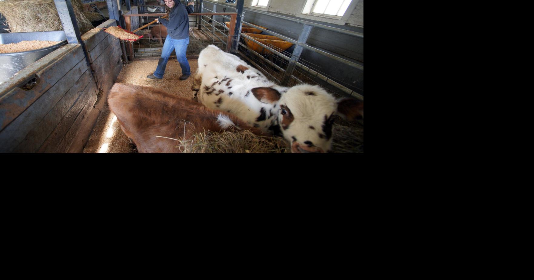 Photos: Taking care of the animals at Hancock Shaker VIllage ...