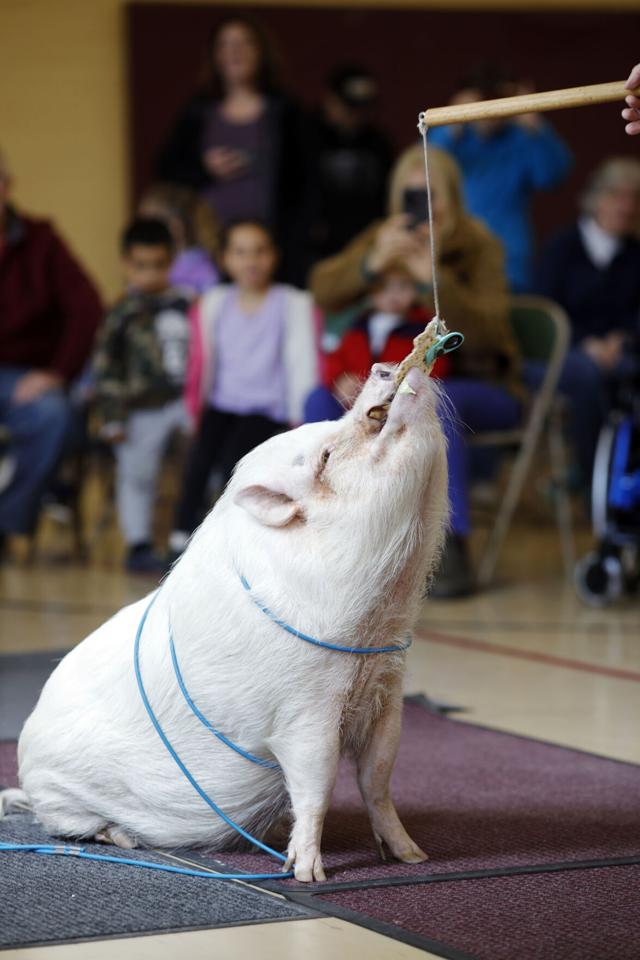 Pigs in party hats? 'Gilbert the Party Pig' leads a morning of joy at ...