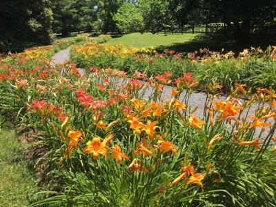 Berkshire Botanical Garden opens to public Monday | Arts and Culture ...