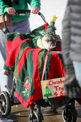 Photos: Annual Reindog Parade in Williamstown | Multimedia | The ...