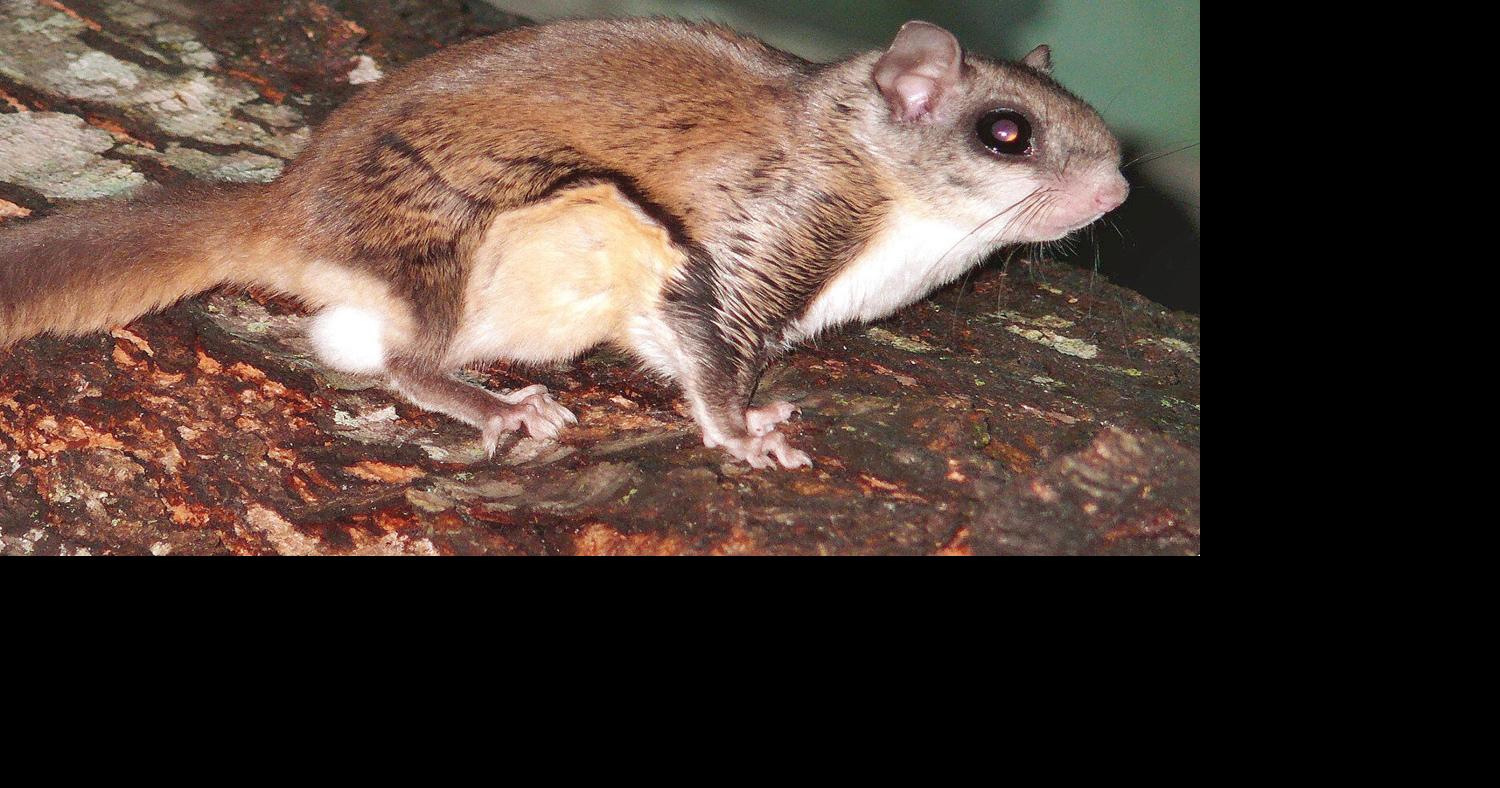 Thom Smith | Nature Watch: Flying squirrels spotted in area | Arts and ...