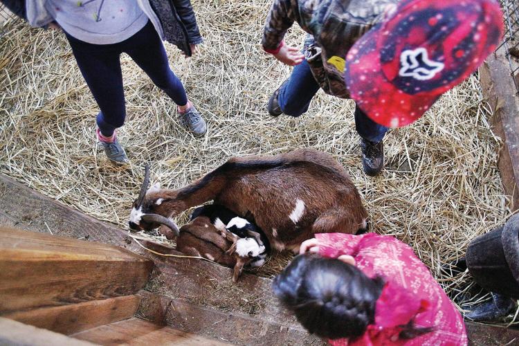 Oh, baby: Hancock Shaker Village lifts veil on crop of newborn animals ...