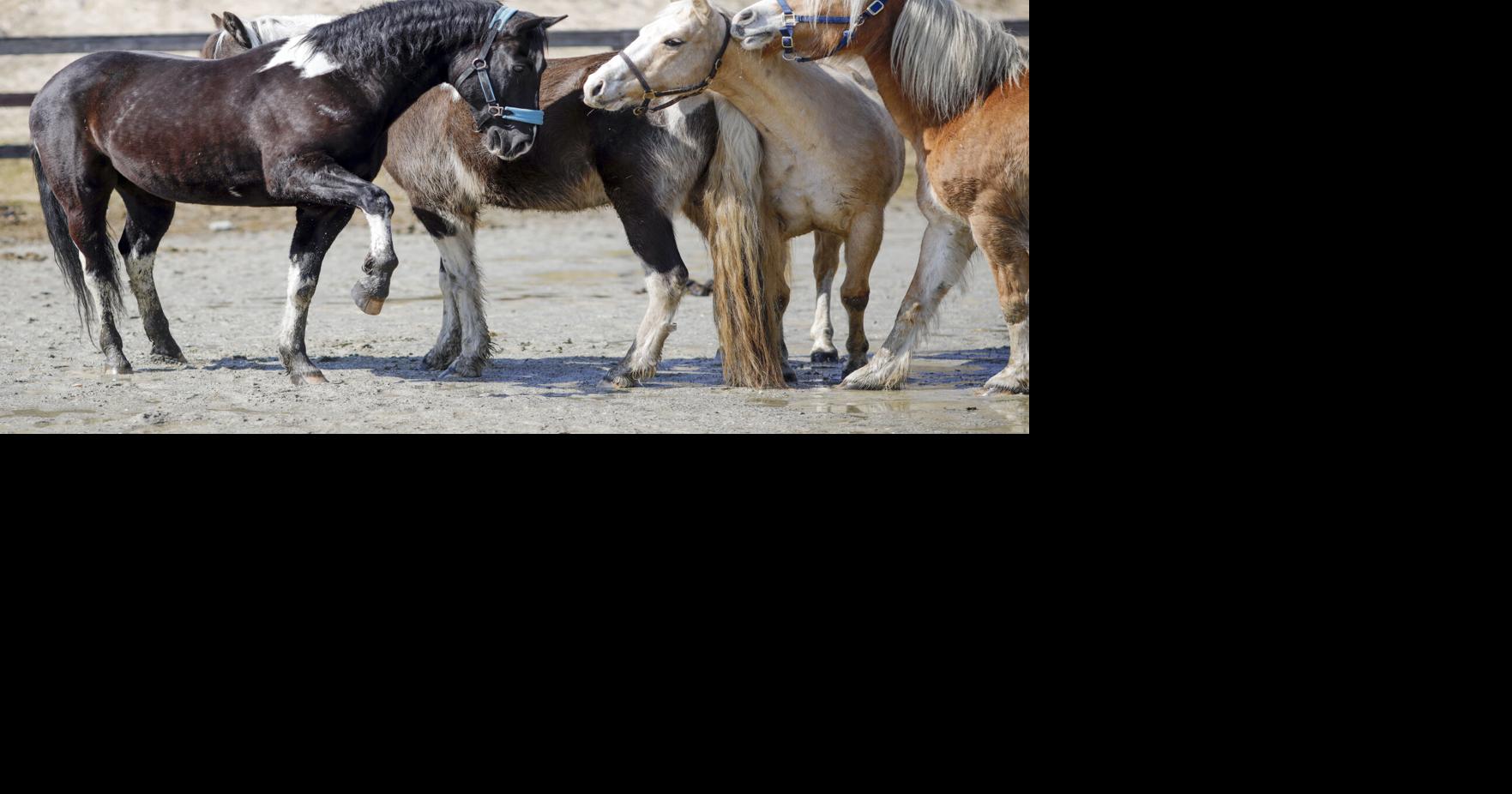Photos: Horses reunite after months apart at Undermountain Farm in ...