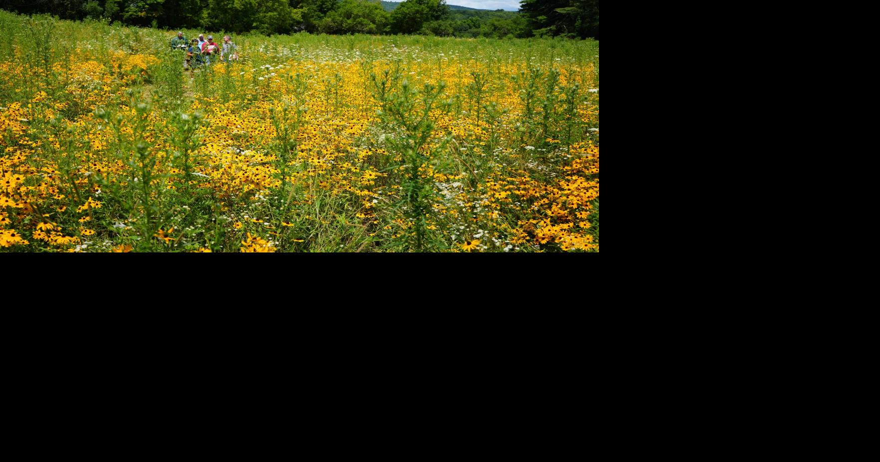 Want to turn your lawn into a native meadow? Here's how to do it ...