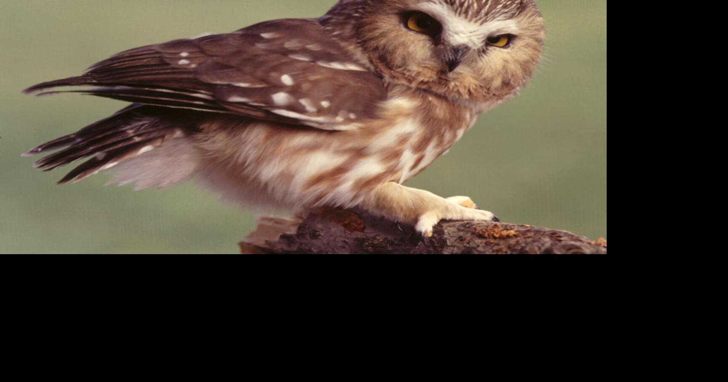 Who's making those wonderful sounds at night? It may be the seldom seen ...