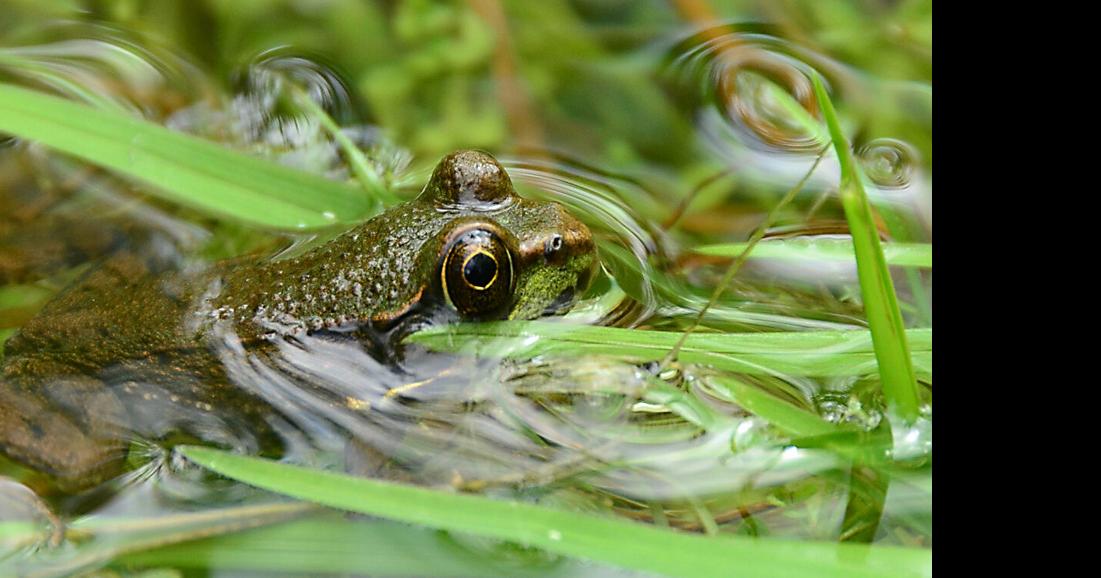 Green frogs' song heralds the arrival of summer | Arts and Culture ...