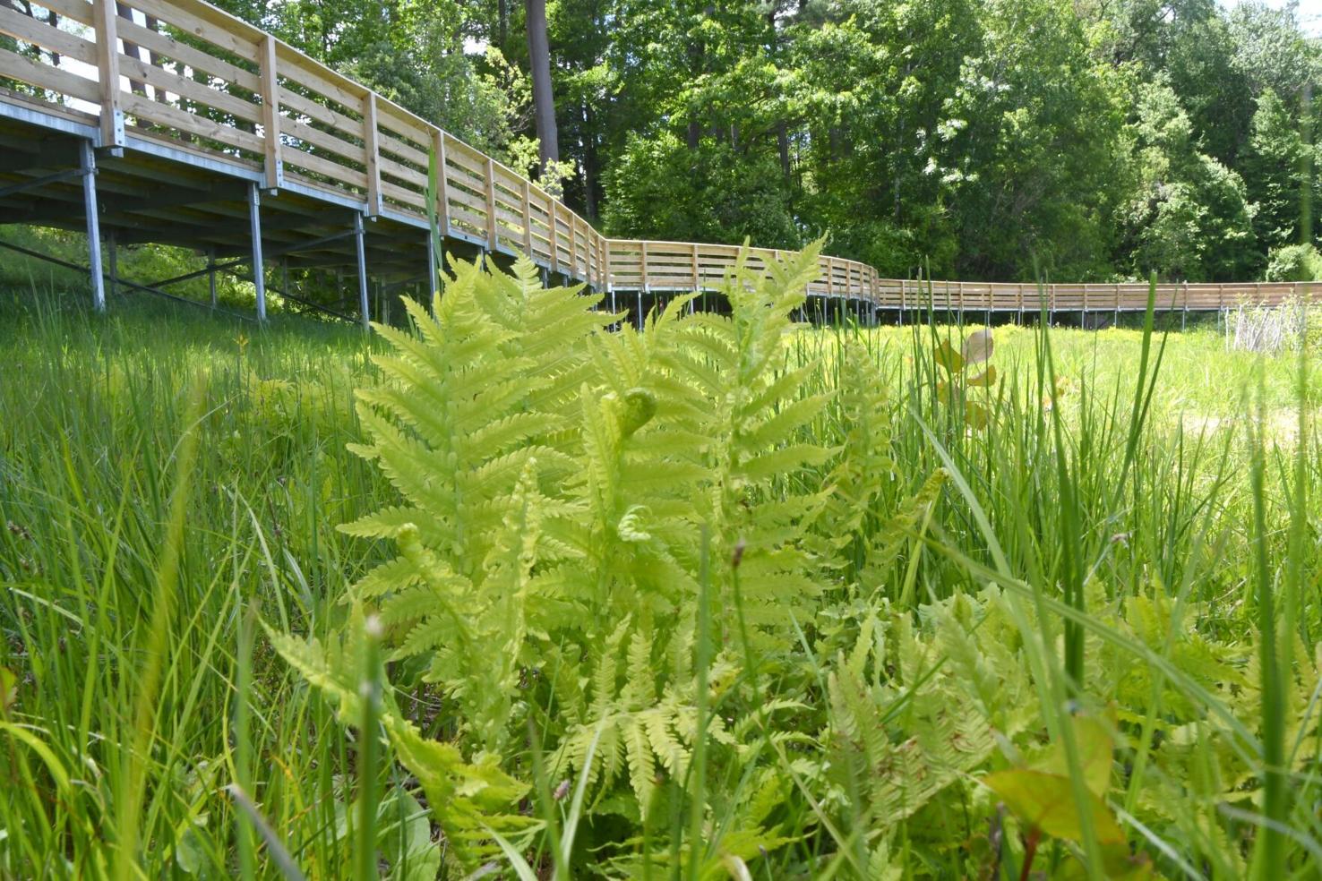 Ferns below a boardwalk | | The Berkshire Eagle
