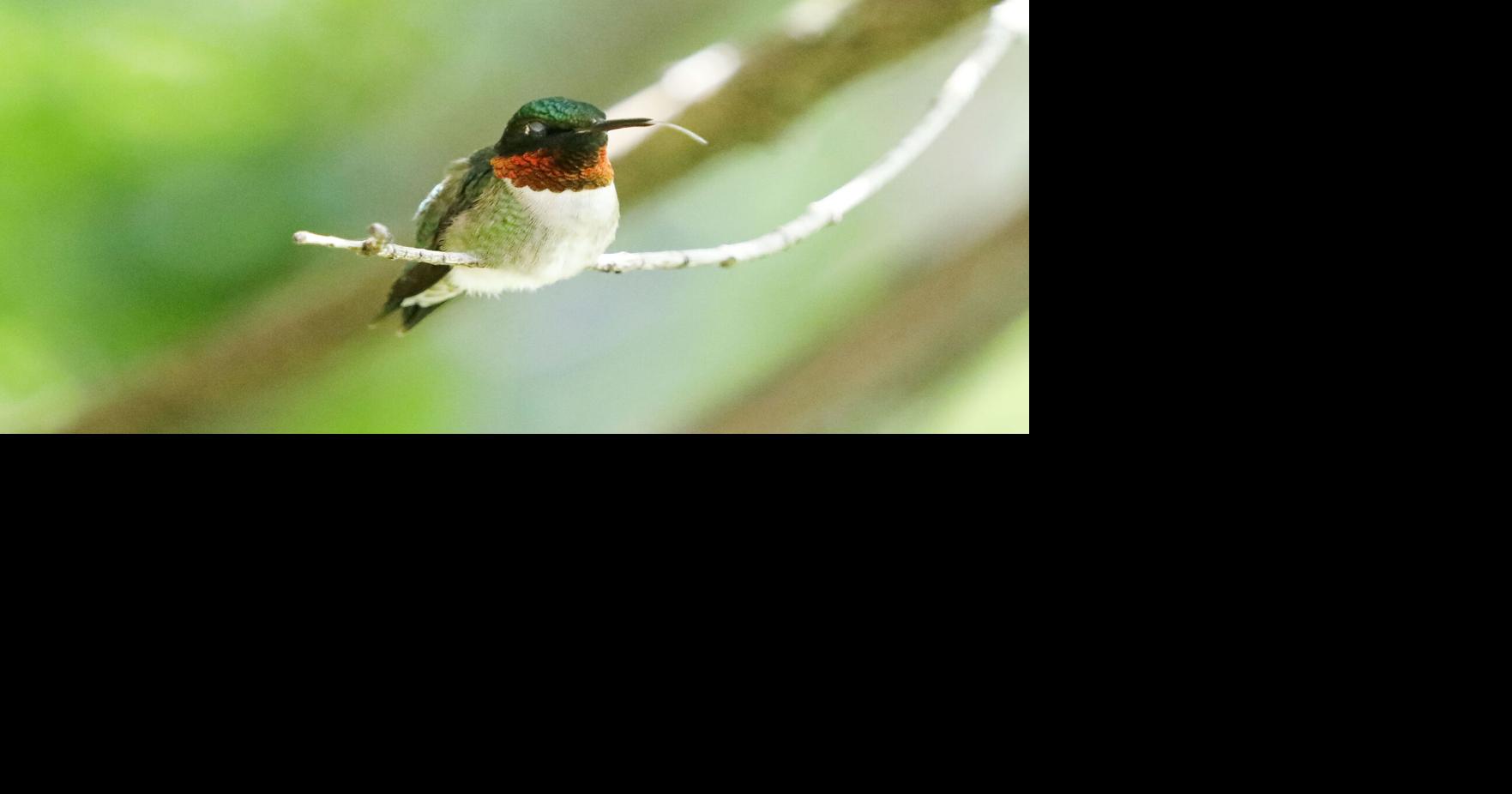 Photos: The Secret Life of Hummingbirds | Multimedia | berkshireeagle.com