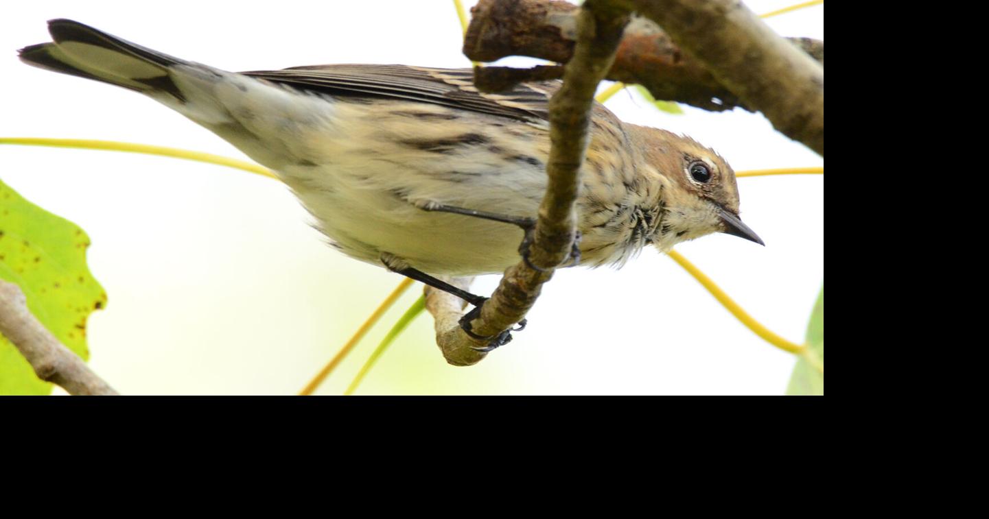 Yellow-rumped warblers make an unexpected appearance during a casual ...