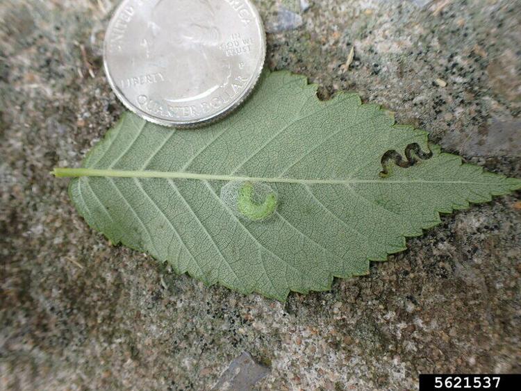 There's a new invasive insect gobbling up elm tree leaves in Berkshire ...
