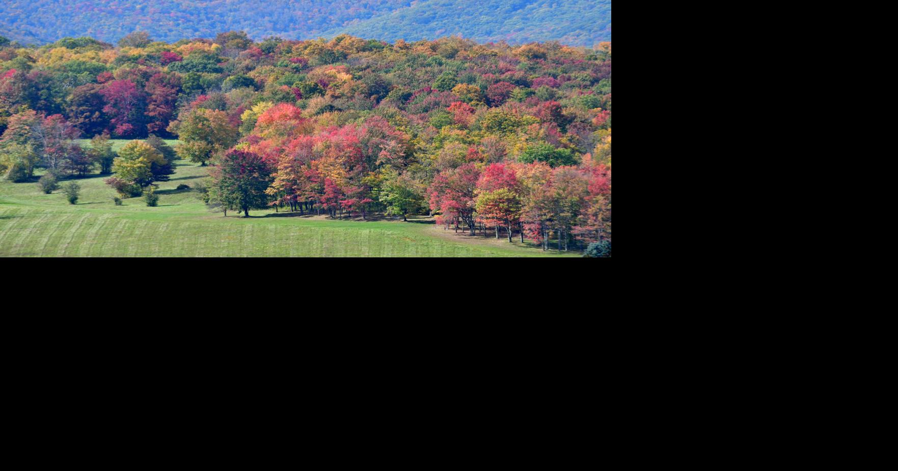 Fall foliage season in the Berkshires falls short of expectations due ...