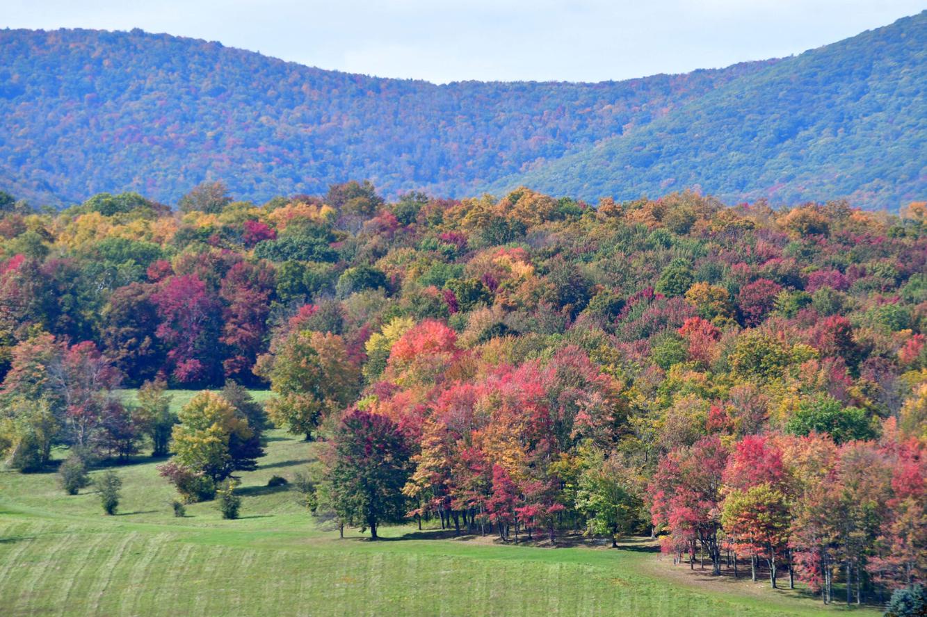 When will peak fall foliage come to the Berkshires? Here's what the ...