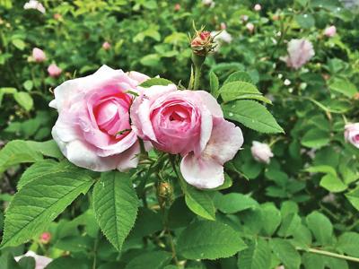 Thomas Christopher | Be-A-Better Gardener: Rustling roses is the only ...