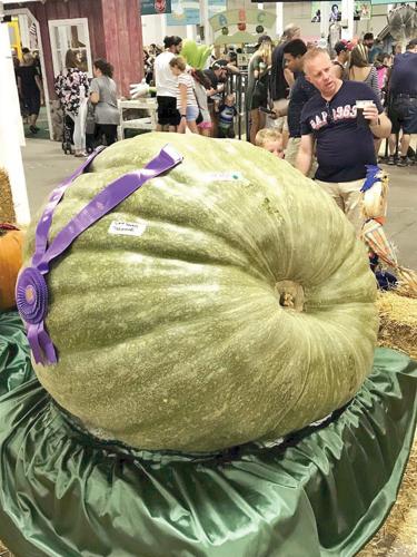 How do you grow an 800-pound squash? 'Keep it watered' | Archives ...