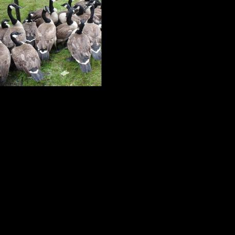 Gene Chague: Black bear, early goose hunting seasons starting | Sports ...