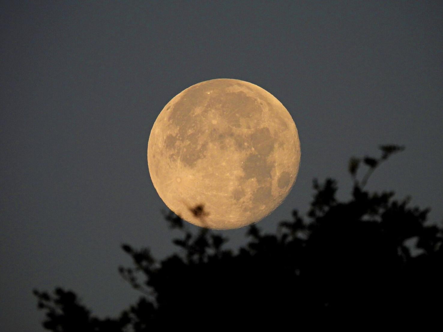 "Flower Moon" with a silhouette of trees | | The Berkshire Eagle