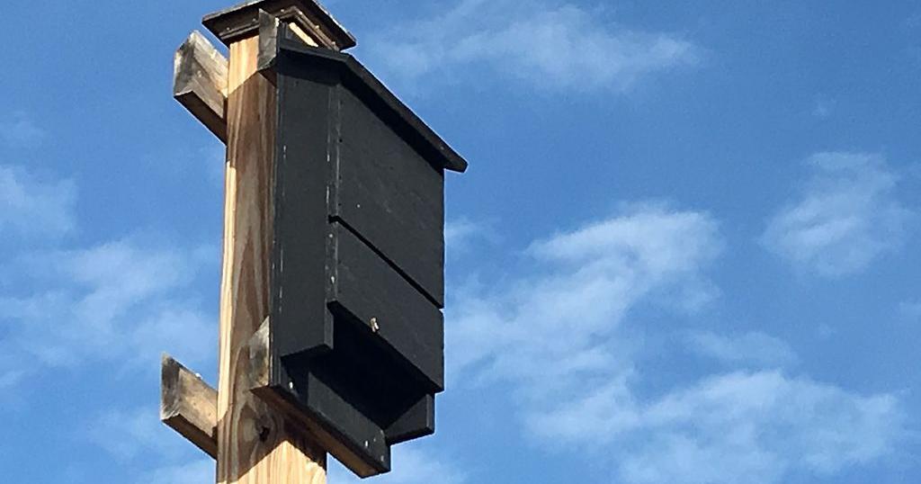 Bats in the neighborhood? Build a bat house to give them a safe ...