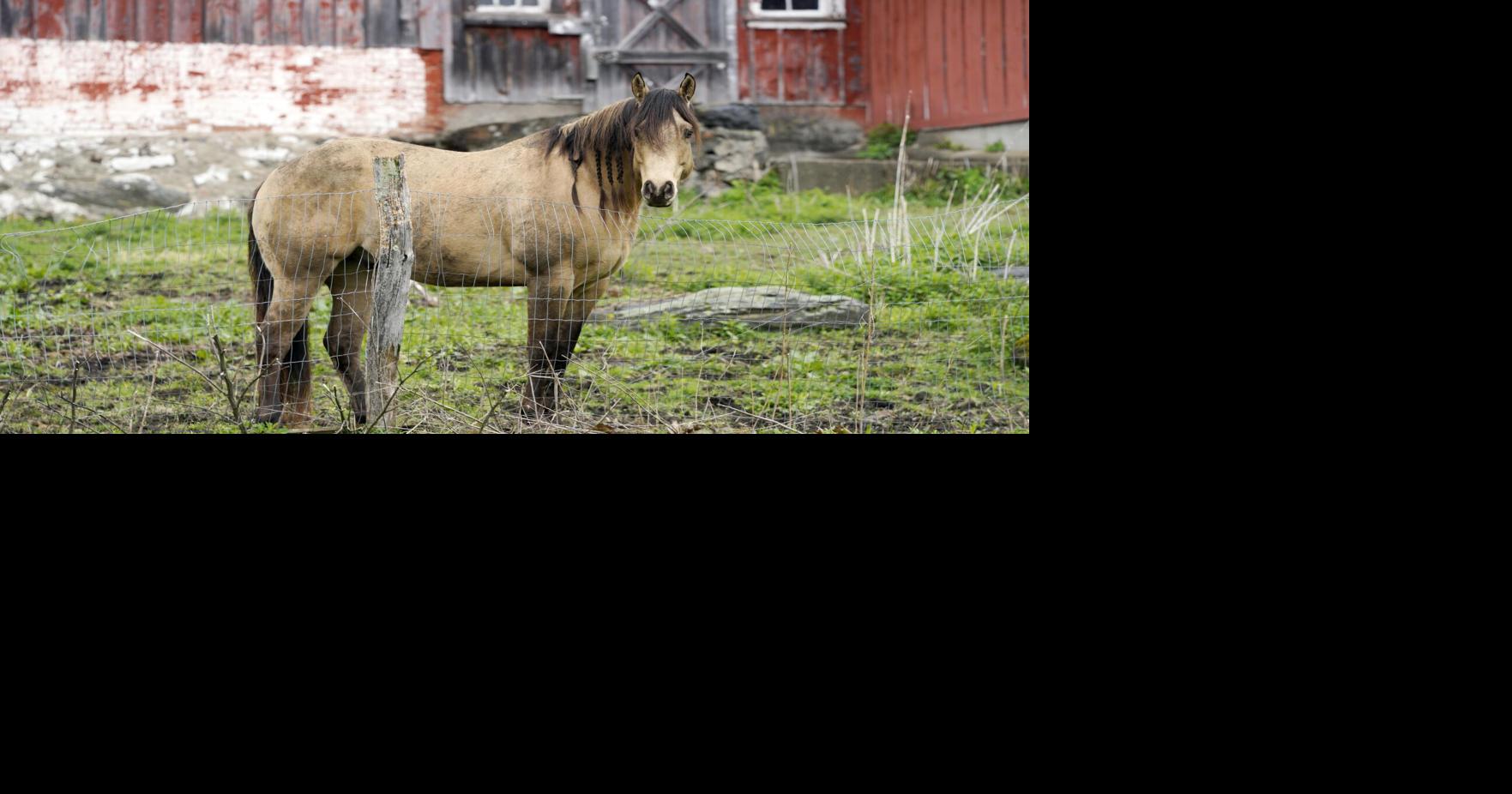 Undermountain Farm in Lenox was on the brink of foreclosure. It's been ...