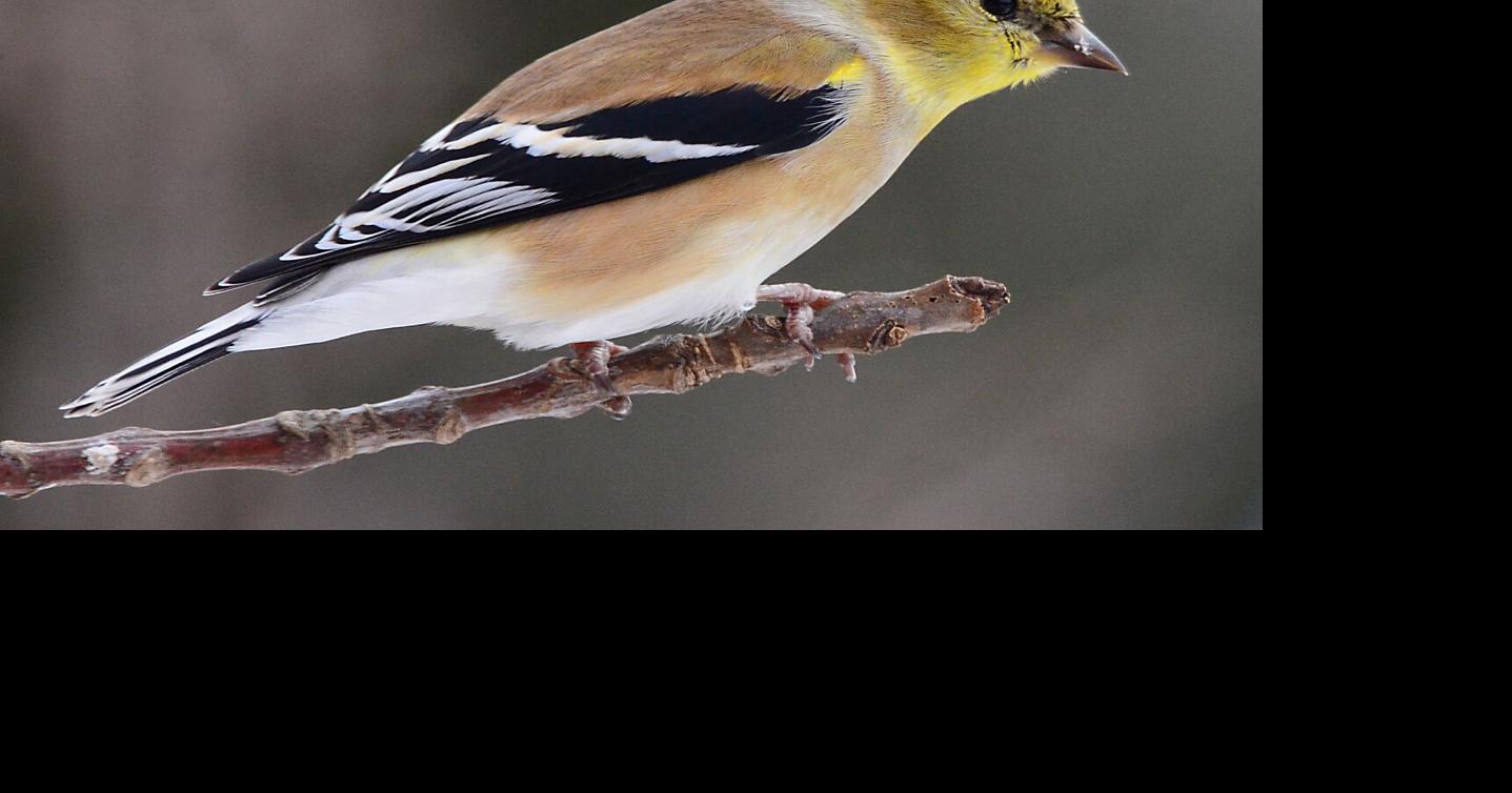 goldfinch winter