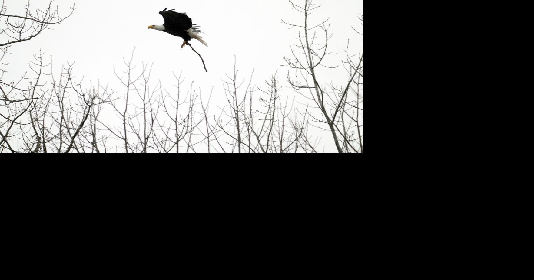 Photos: Bald eagles take flight in Housatonic | Multimedia ...