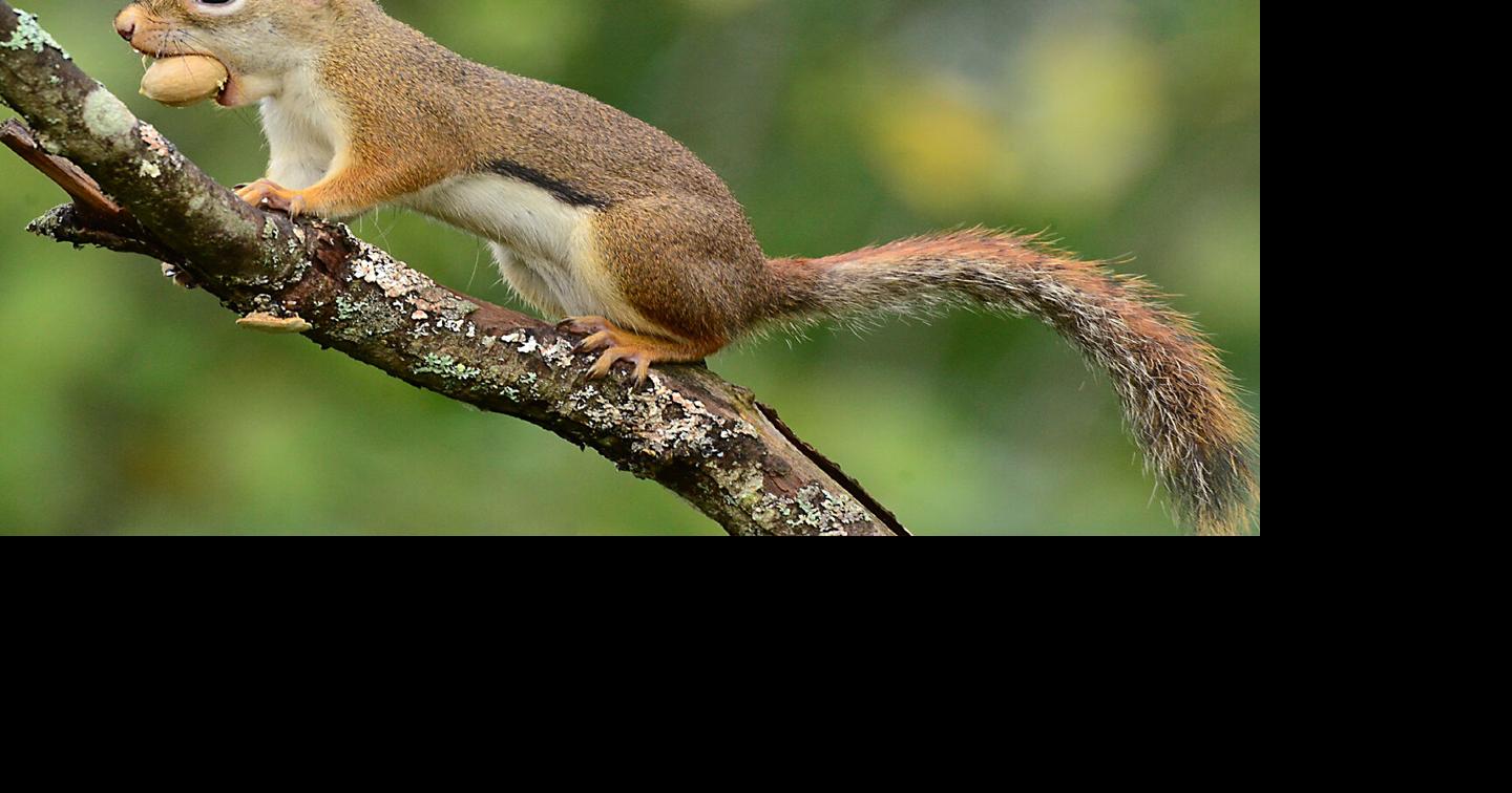 With the arrival of fall comes a seasonal shift in backyard activity. Even the noisy ...