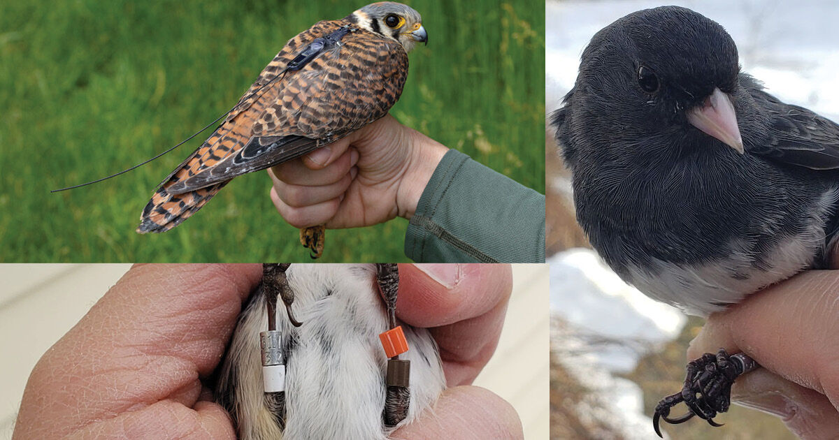 Migratory birds have been dying in huge numbers. Pulses from tiny radio ...