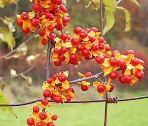 Take Me Outside: Beware the beautiful, but invasive Oriental ...