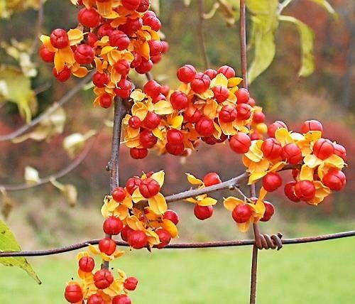 Take Me Outside: Beware the beautiful, but invasive Oriental ...