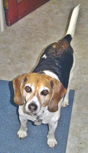 Gene Chague | Berkshire Woods and Waters: Rabbit Hunting, the other ...