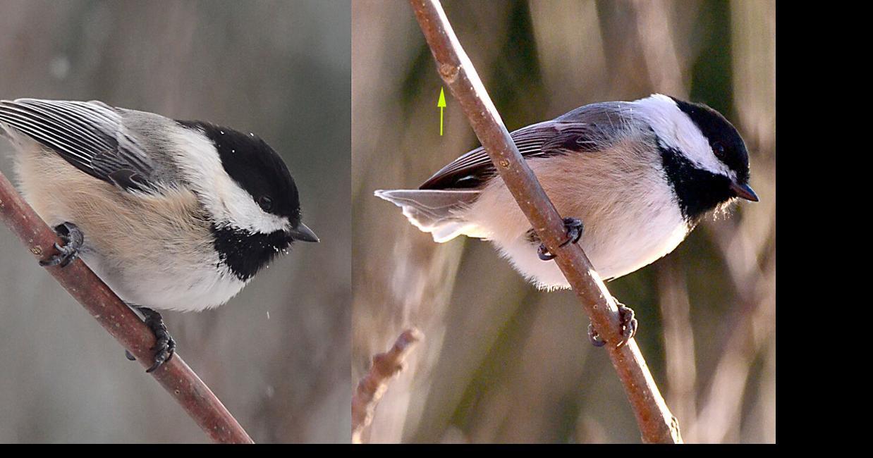 How can you tell if the same birds are returning to your feeder? | Arts ...