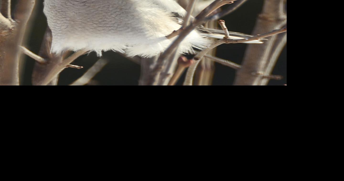 Winter birdwatching brings surprise and excitement — and the occasional ...