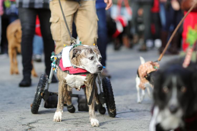 Photos: Annual Reindog Parade in Williamstown | Multimedia ...