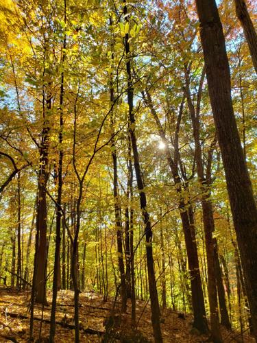 fall foliage hikes berkshires | Outdoors | berkshireeagle.com