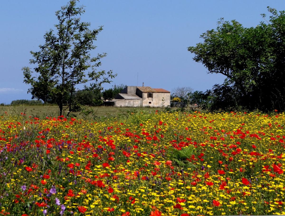 Benjamin Vogt turned his lawn into a tapestry of native prairie plants ...