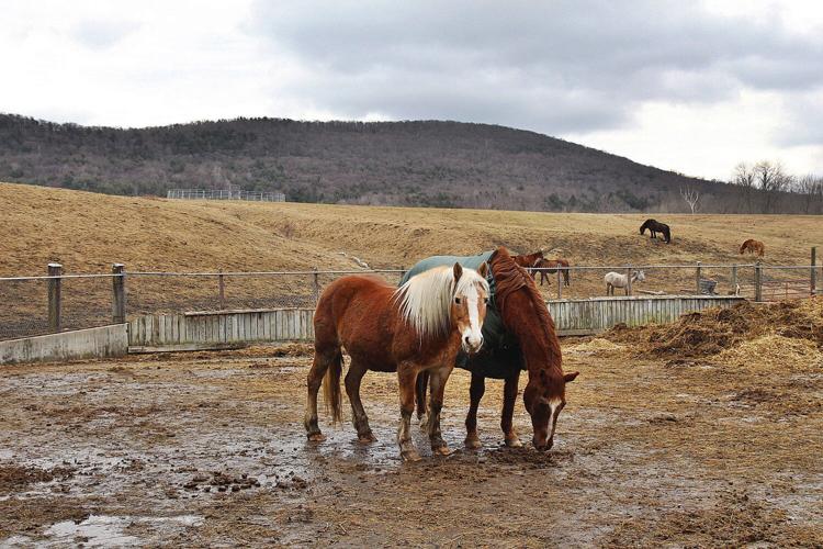 What's in your barn? Old dairy barn at Brookside Farm gets (and gives ...