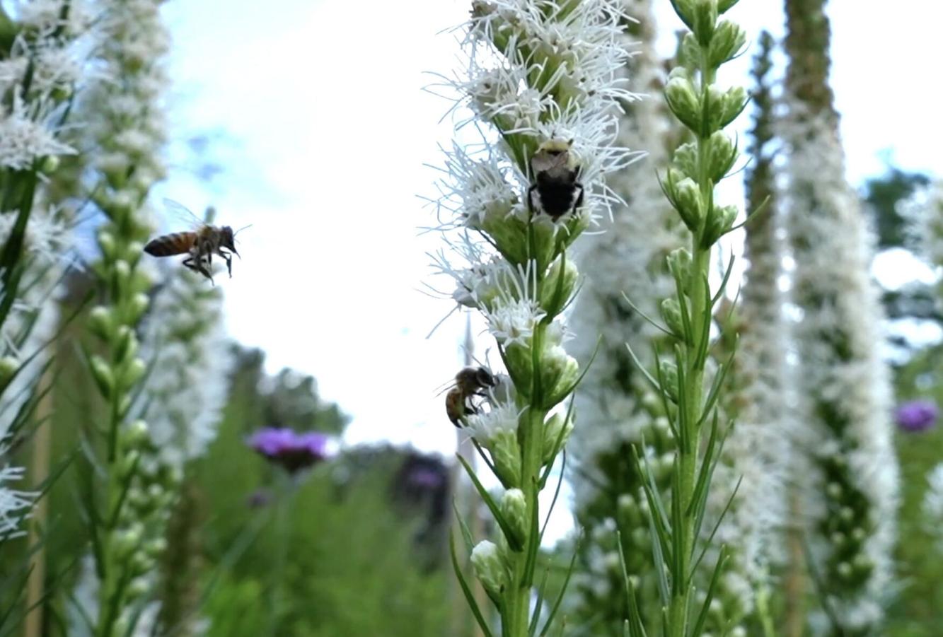 Do bees remember landmarks? A new book says bees don't operate under a ...