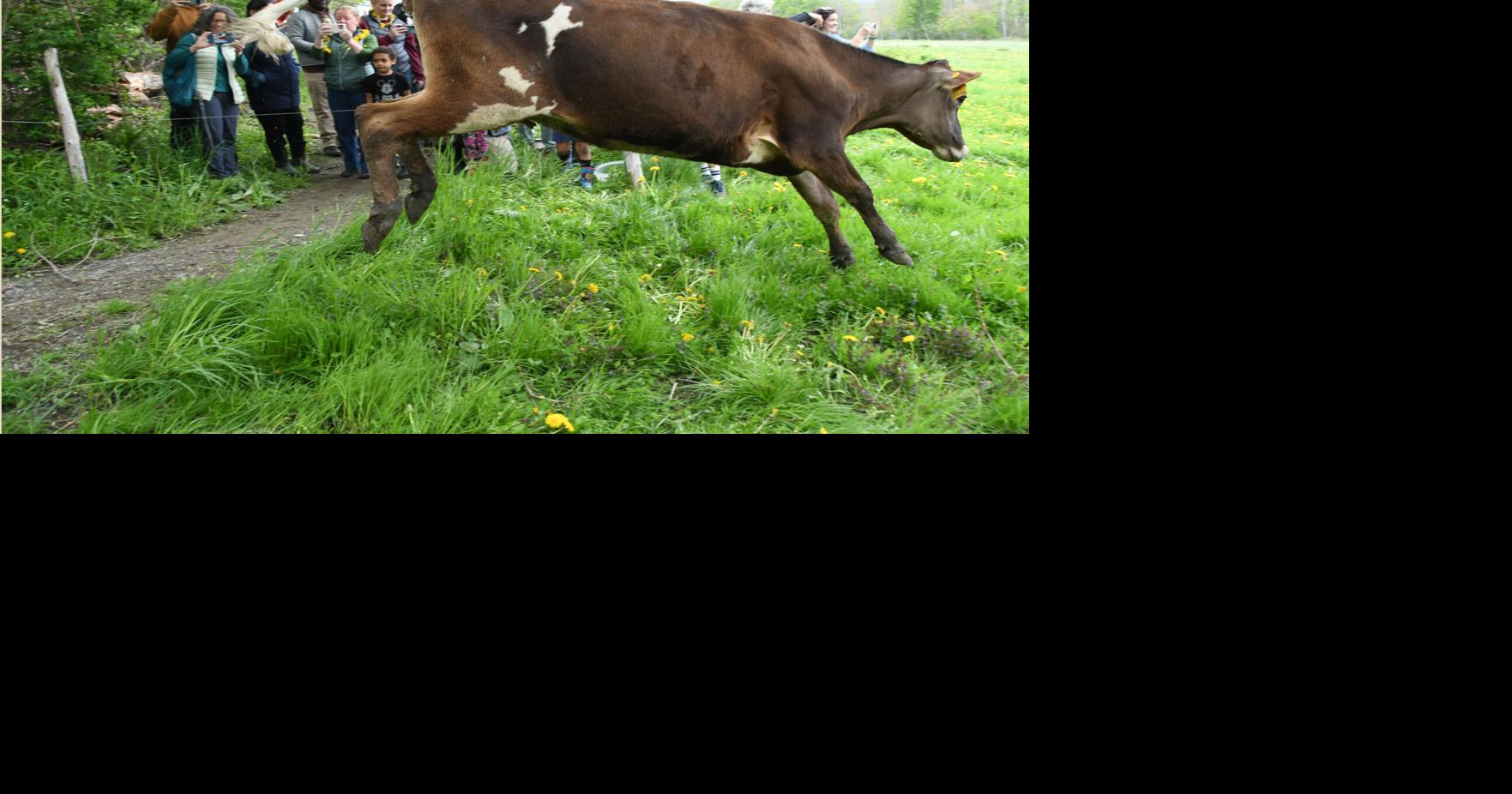 At Cricket Creek Farm the cows leapt for joy at Spring Pasture Turn Out ...