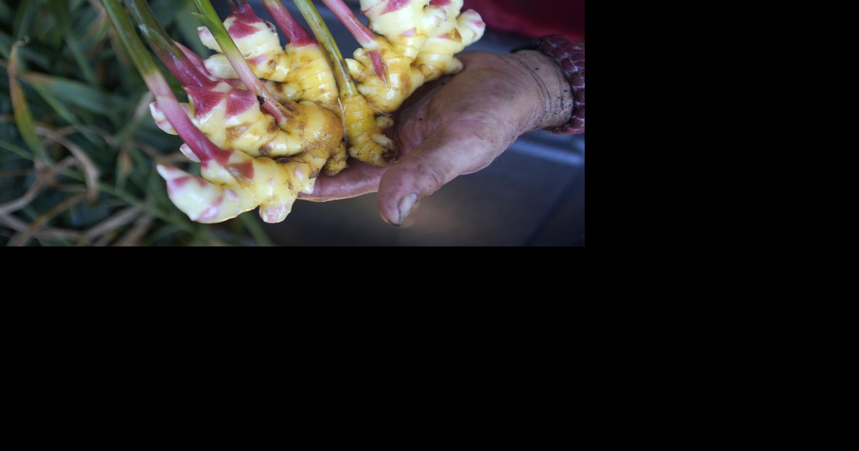 Photos: Harvesting ginger at Red Shirt Farm | Multimedia ...