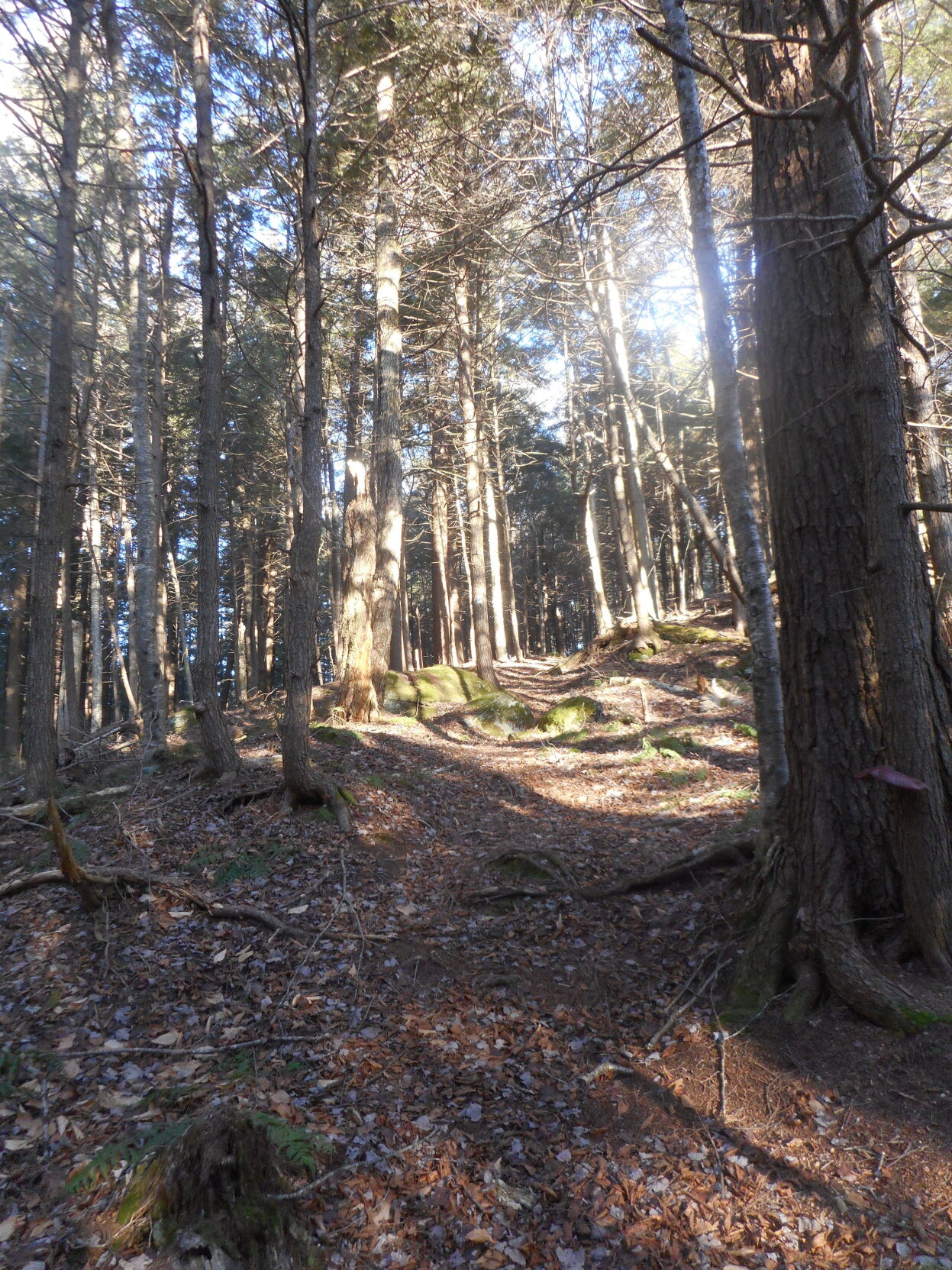 Lauren R. Stevens: Can we follow the forest trail in 2024? | Columnists ...